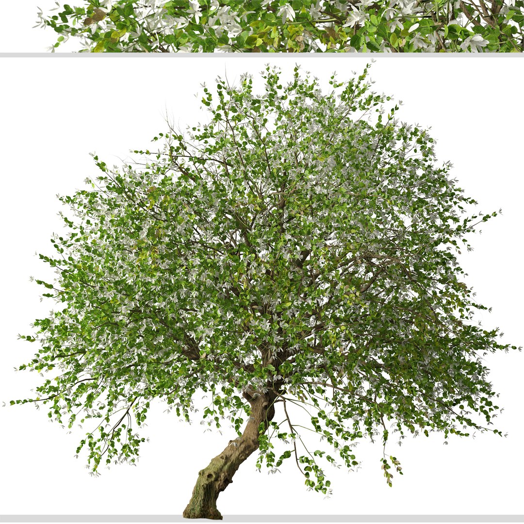 3D Set OfCommon Jasmine Or Jasminum Officinale Tree - 2 Trees ...