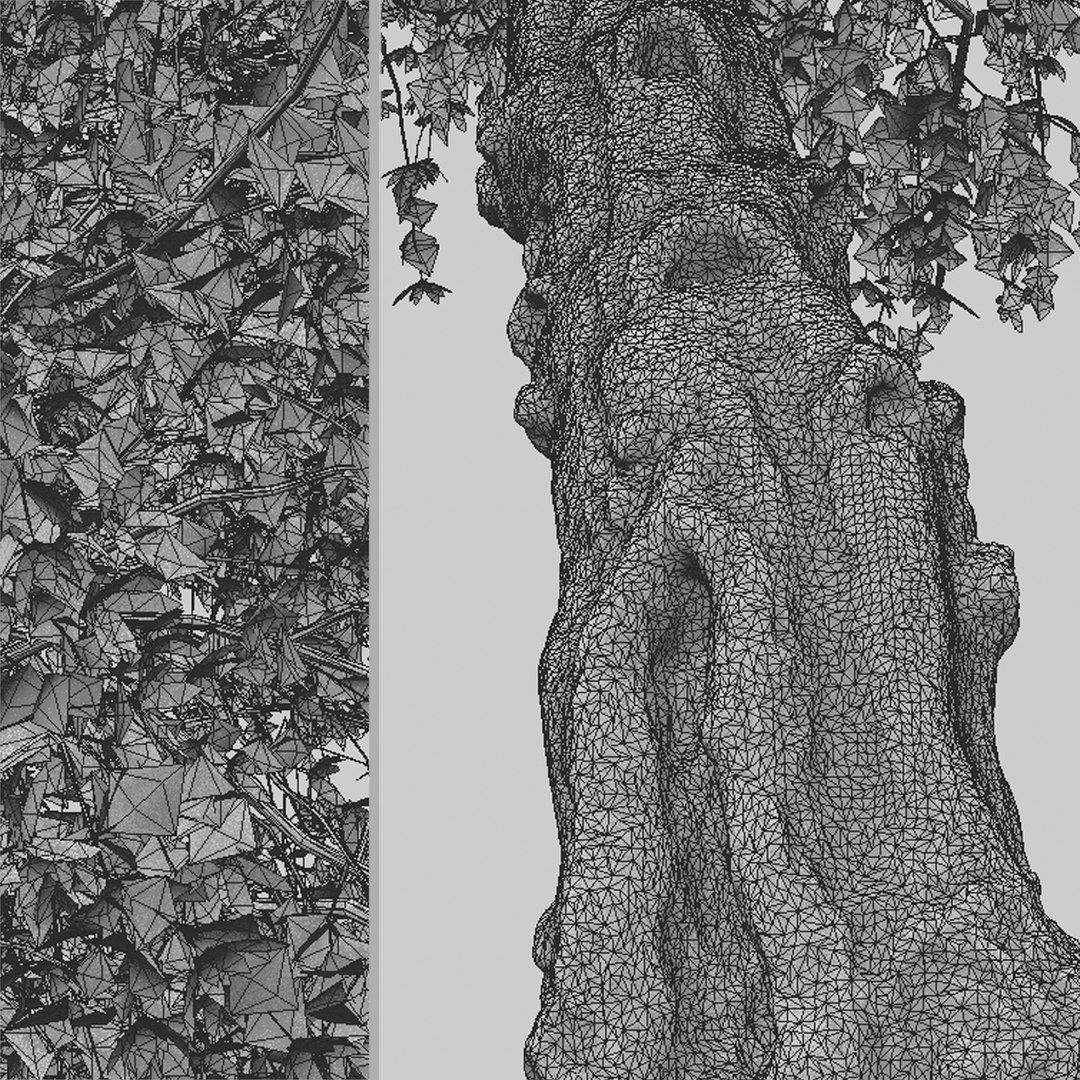 3D Set OfCommon Jasmine Or Jasminum Officinale Tree - 2 Trees ...