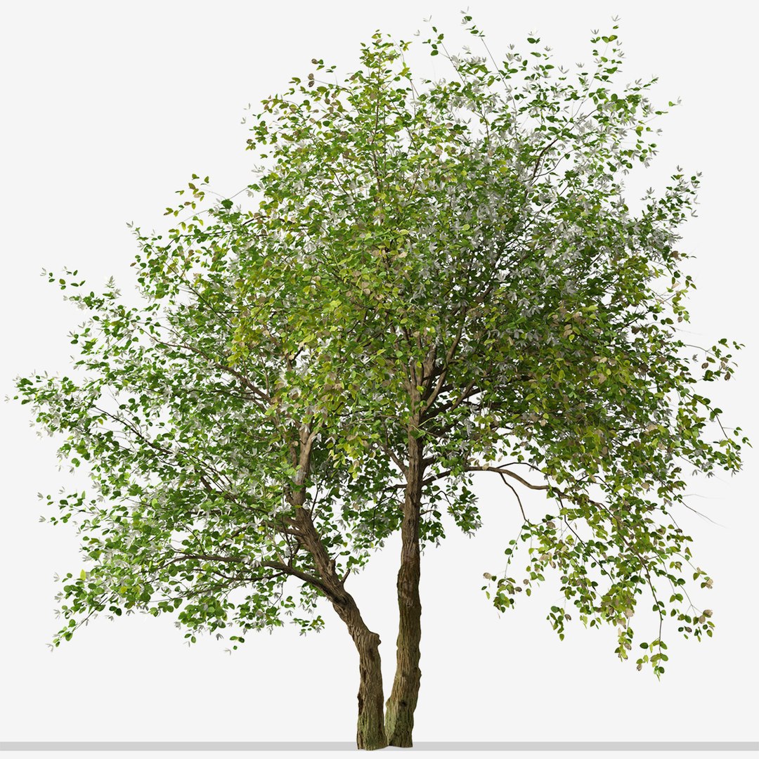 3D Set OfCommon Jasmine Or Jasminum Officinale Tree - 2 Trees ...