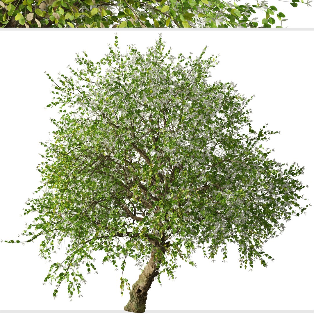 3D Set OfCommon Jasmine Or Jasminum Officinale Tree - 2 Trees ...