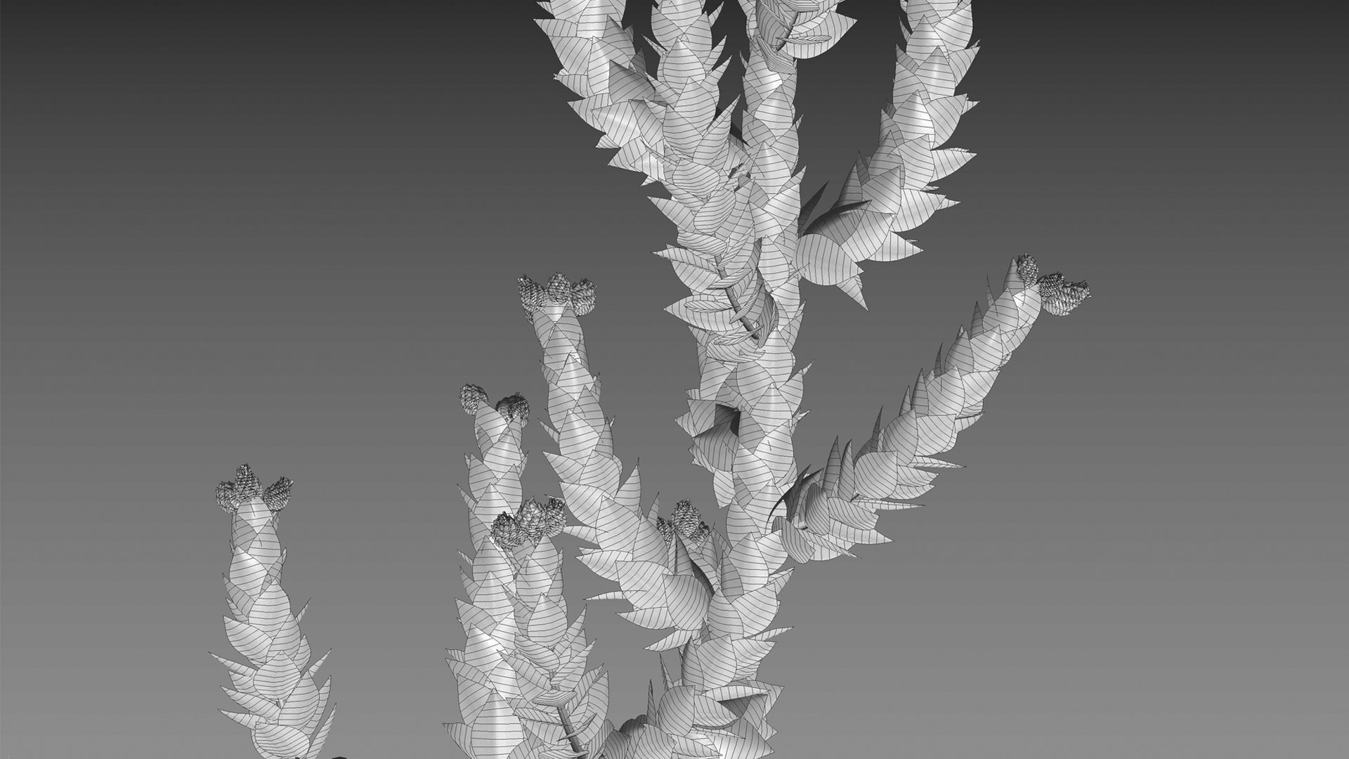 Syncarpha Eximia - Strawberry Sewejaartjie - Strawberry Everlasting ...