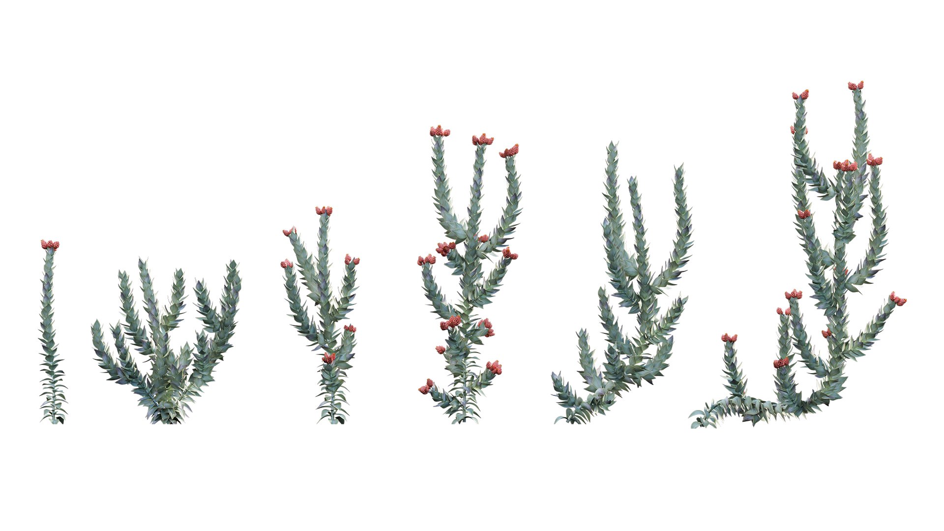 Syncarpha Eximia - Strawberry Sewejaartjie - Strawberry Everlasting ...