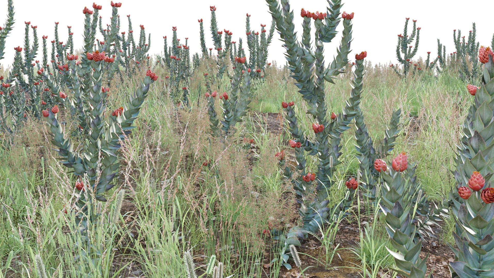 Syncarpha Eximia - Strawberry Sewejaartjie - Strawberry Everlasting ...