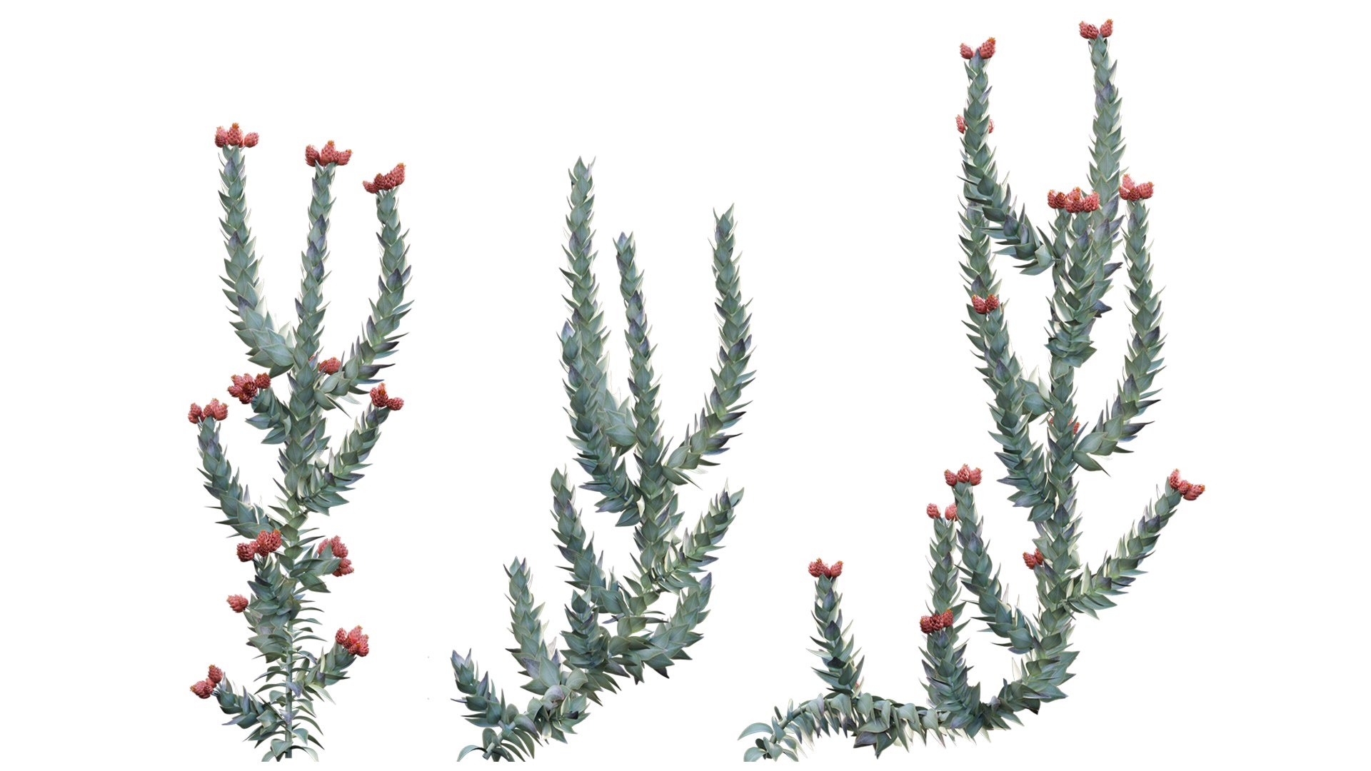 Syncarpha Eximia - Strawberry Sewejaartjie - Strawberry Everlasting ...