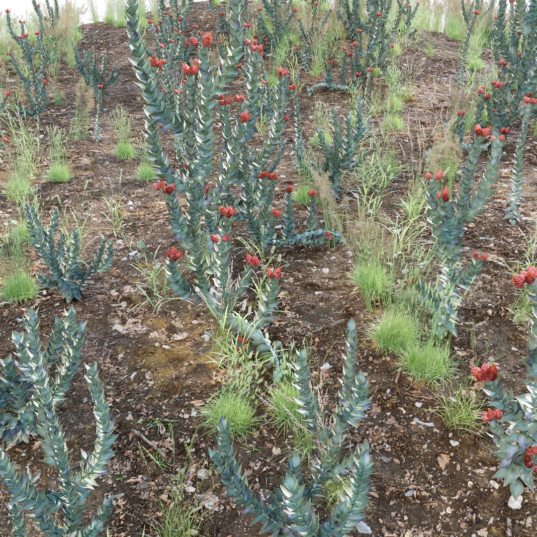 Syncarpha Eximia - Strawberry Sewejaartjie - Strawberry Everlasting ...