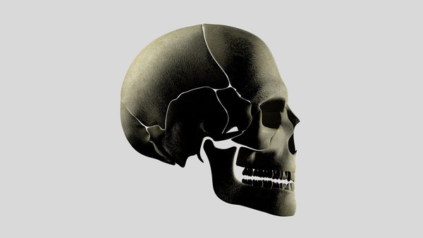 3D human skull model - TurboSquid 1310366