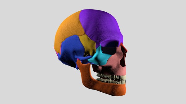 3D human skull model - TurboSquid 1310366