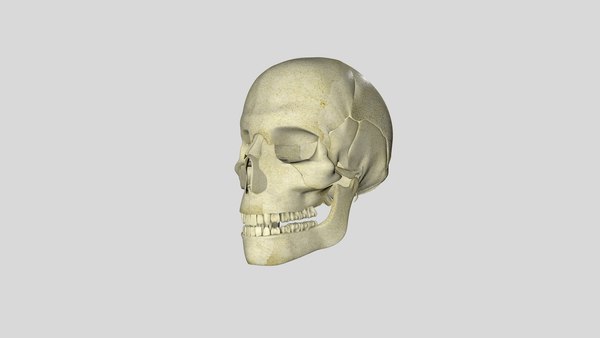 3D human skull model - TurboSquid 1310366