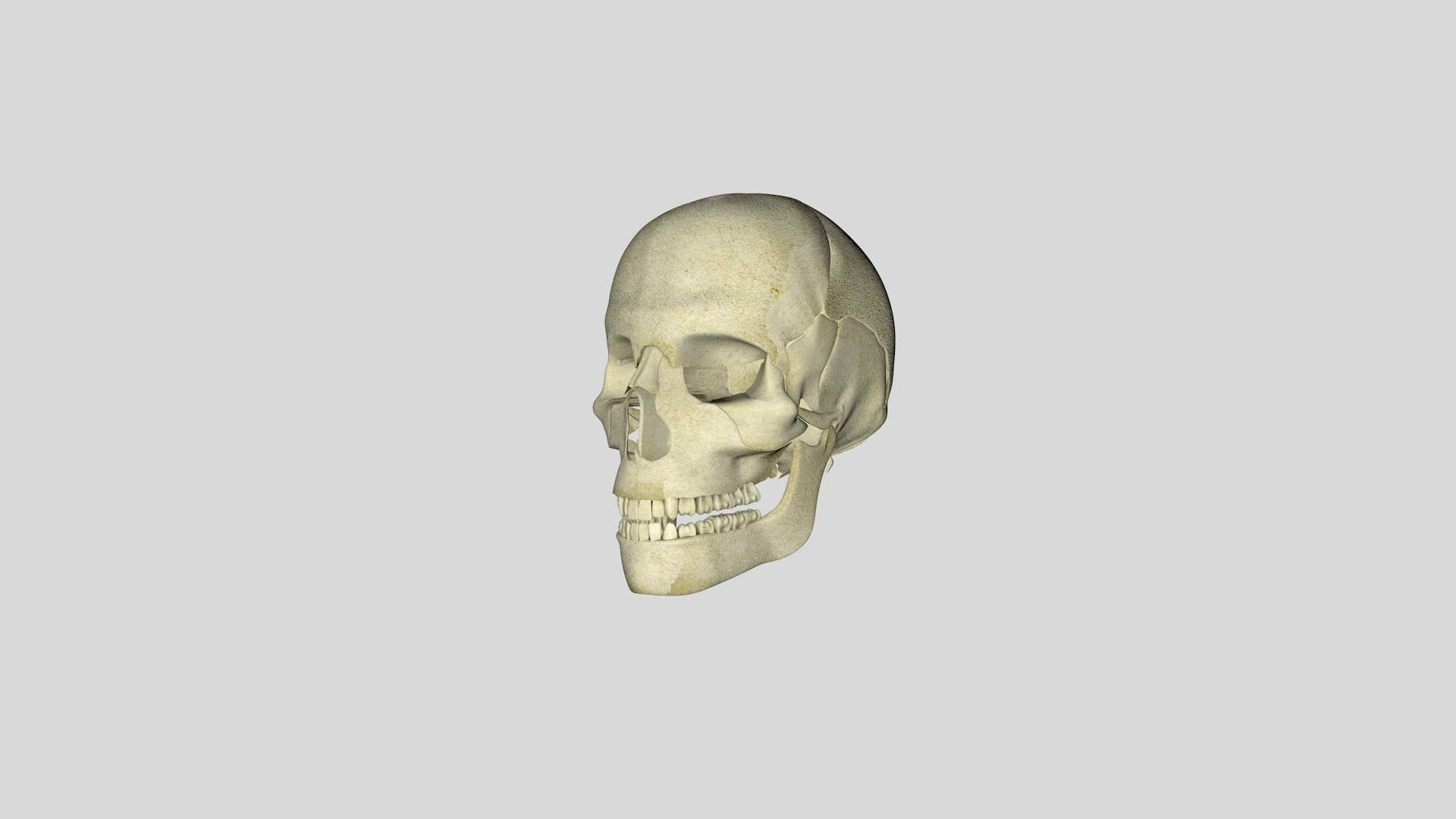 3D human skull model - TurboSquid 1310366