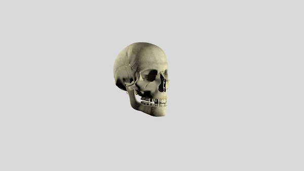 3D human skull model - TurboSquid 1310366