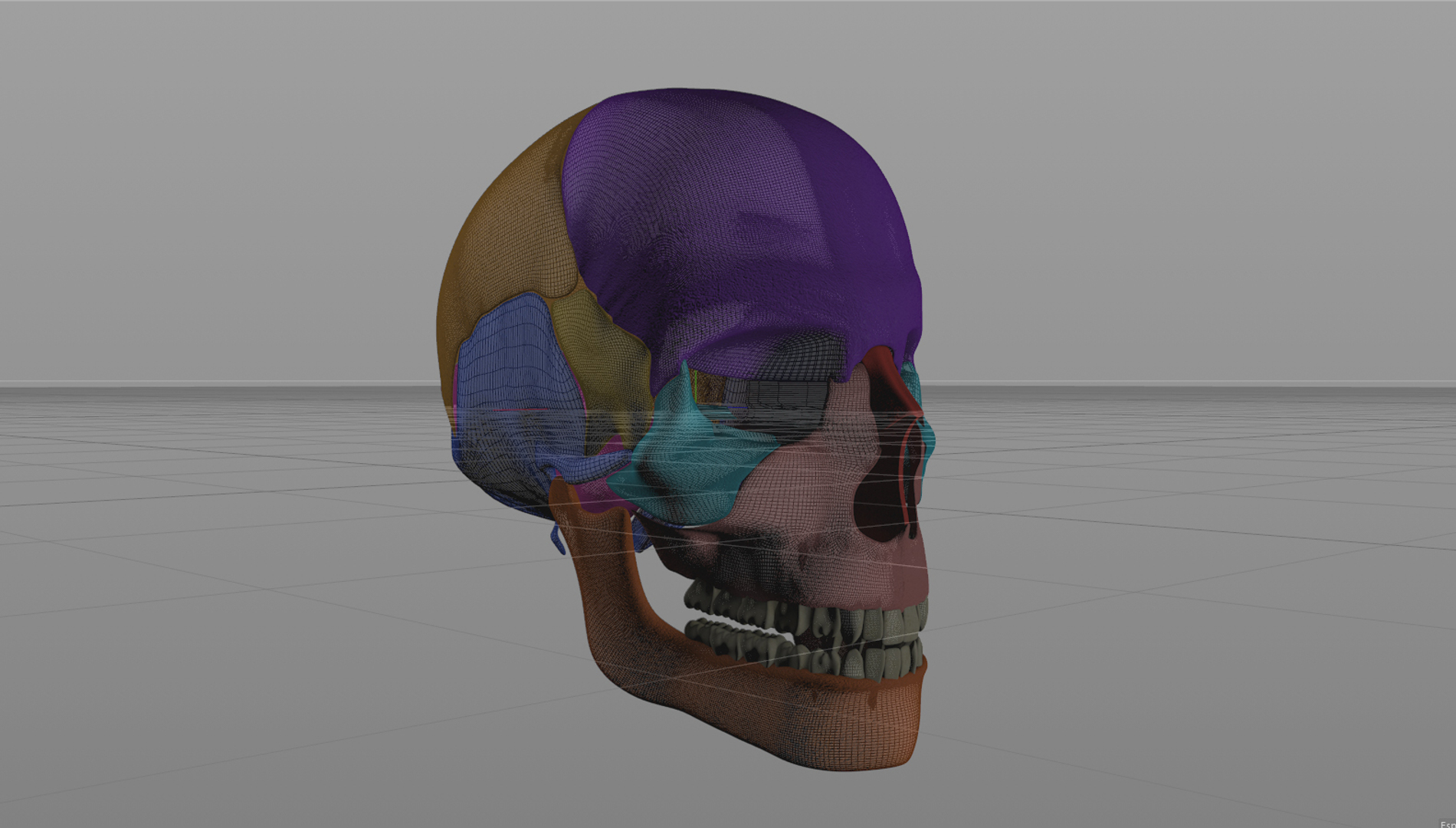 3D human skull model - TurboSquid 1310366