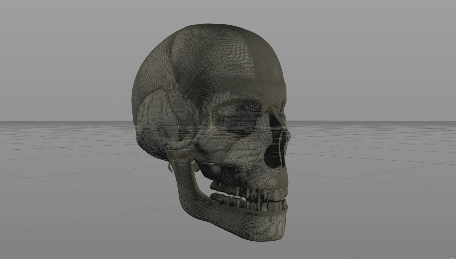 3D human skull model - TurboSquid 1310366