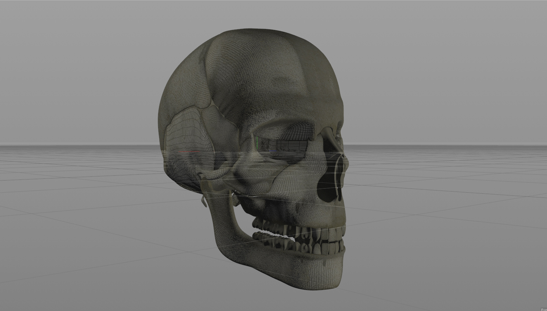 3D human skull model - TurboSquid 1310366