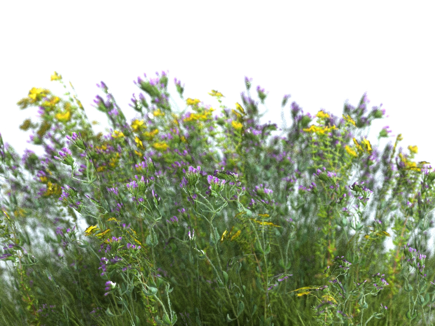 3D Meadow Plants Ecosystems - TurboSquid 1422436