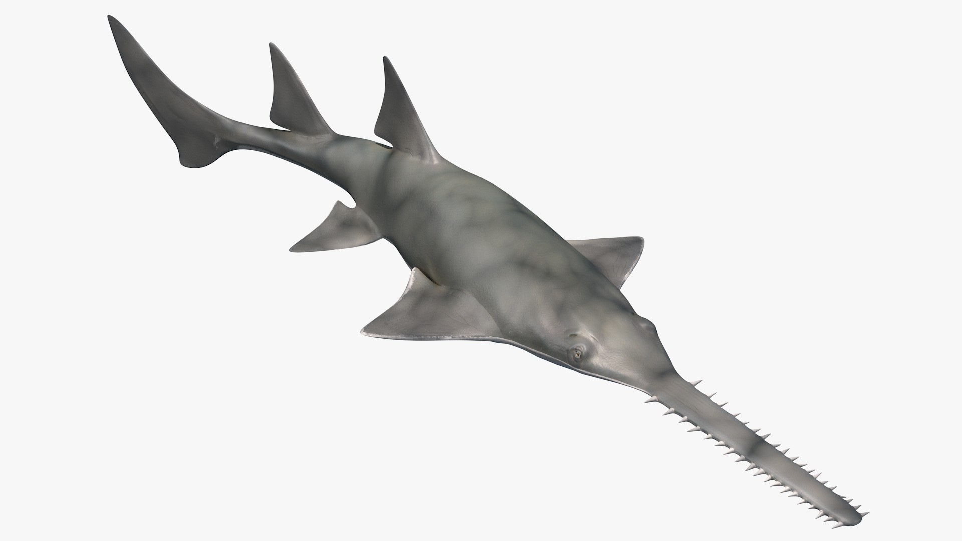 Sawfish swimming pose fish 3D model - TurboSquid 1580991