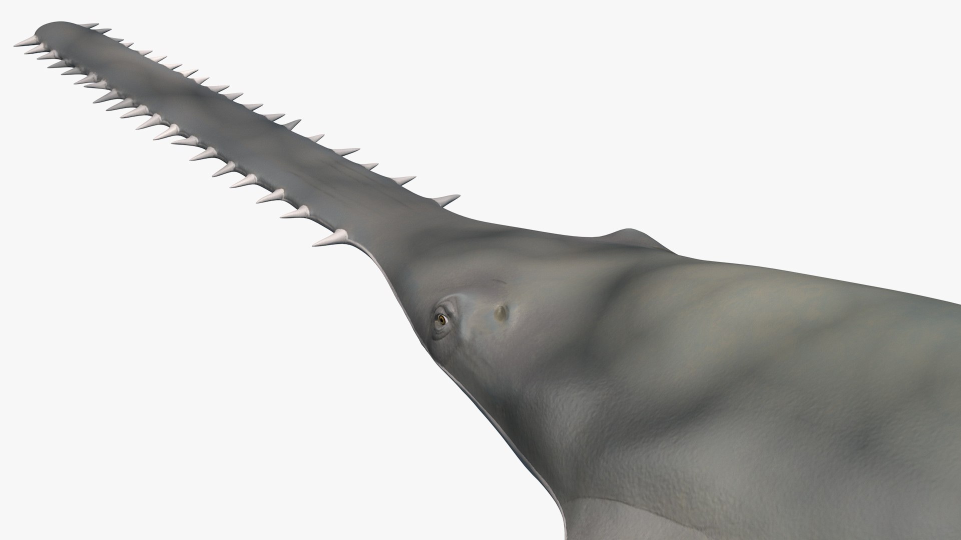Sawfish swimming pose fish 3D model - TurboSquid 1580991