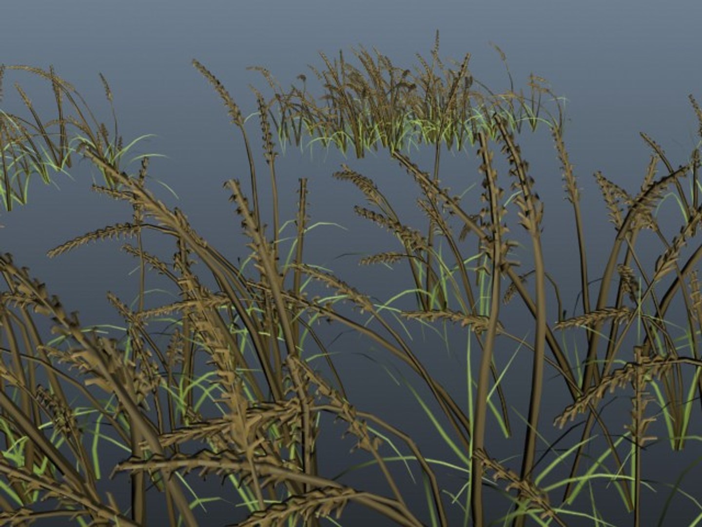 Set Field Grasses 3d Model