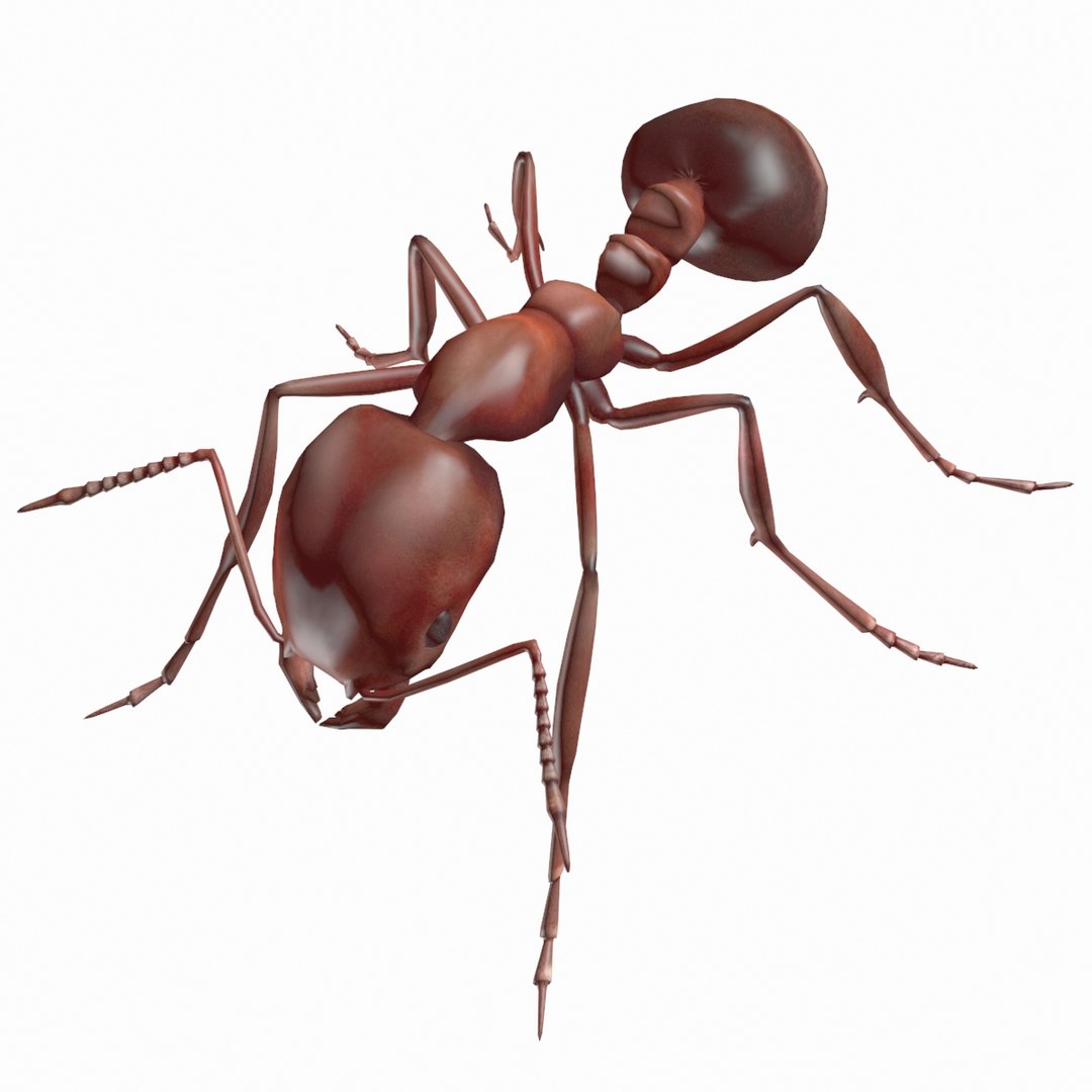 3d model red ant