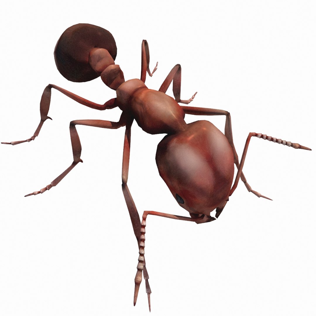 3d model red ant
