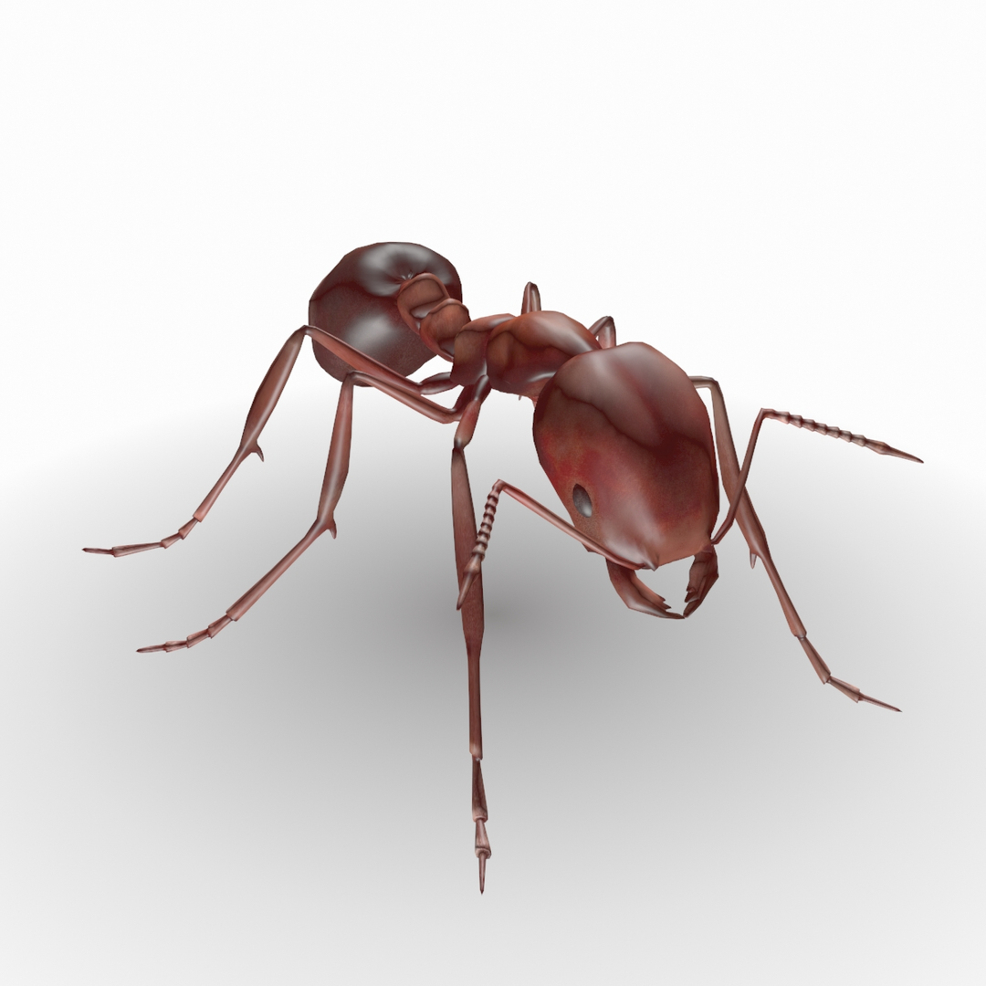 3d Model Red Ant