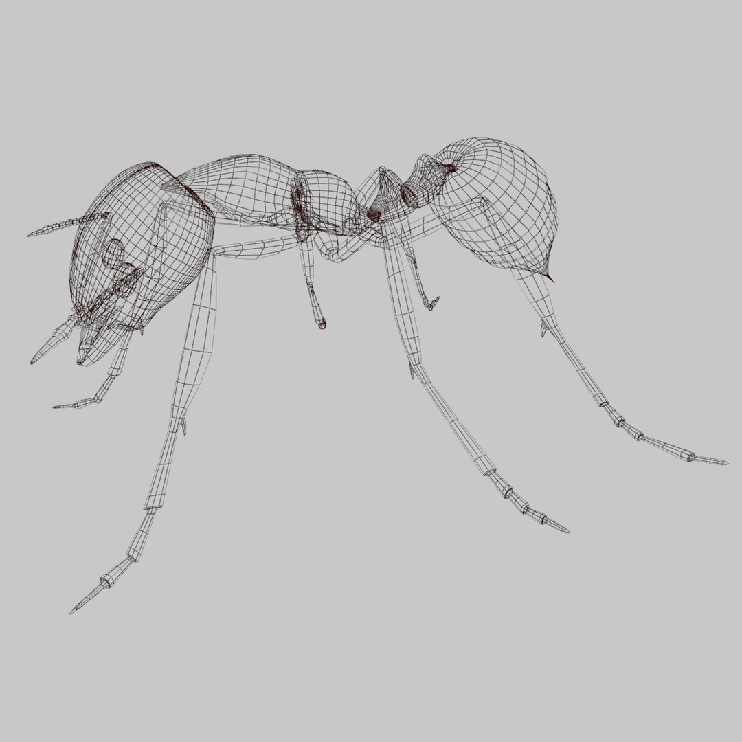 3d Model Red Ant