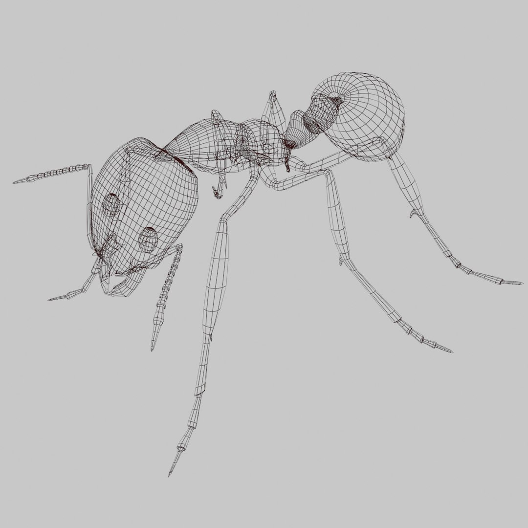 3d Model Red Ant
