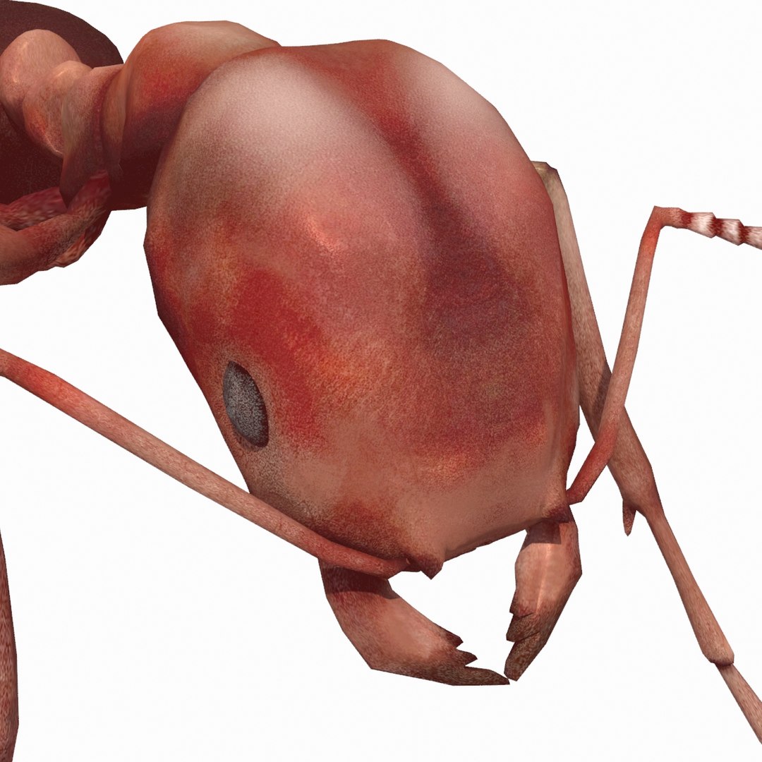 3d Model Red Ant
