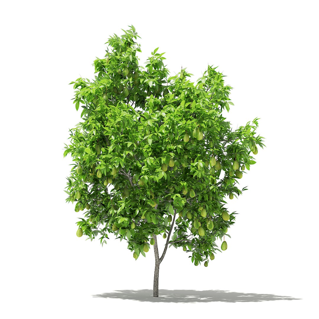 3D Avocado Tree Fruits 2 - TurboSquid 1305229