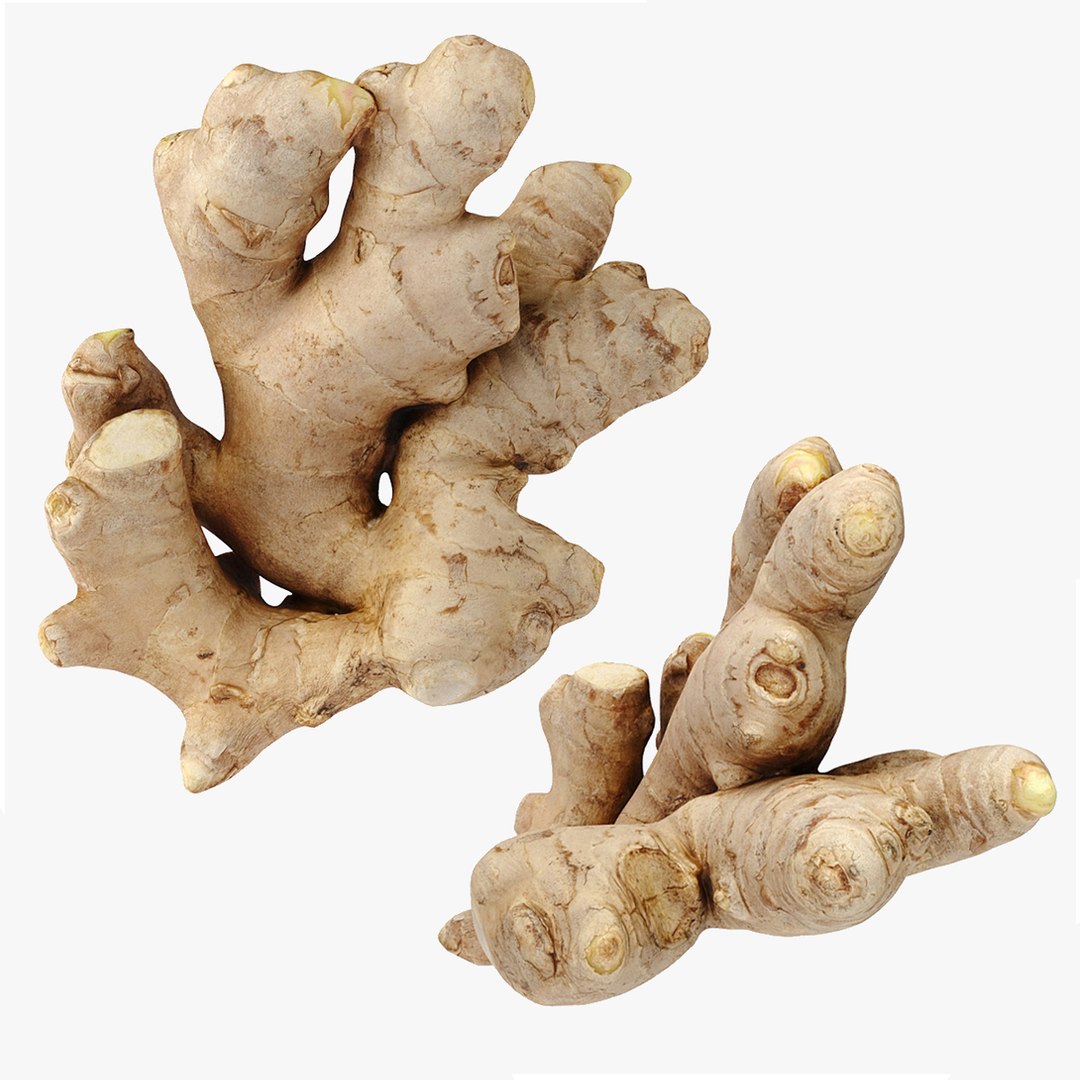 3D model Ginger - TurboSquid 2094767