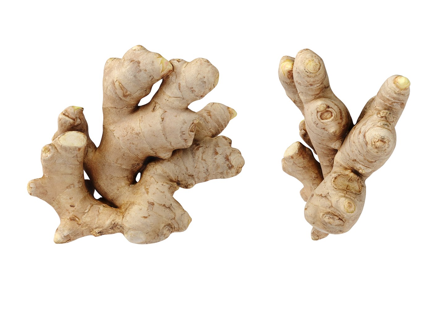 3D Model Ginger - TurboSquid 2094767