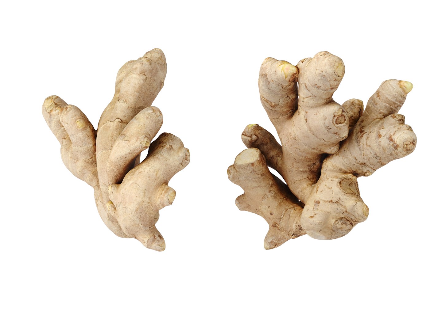 3D Model Ginger - TurboSquid 2094767