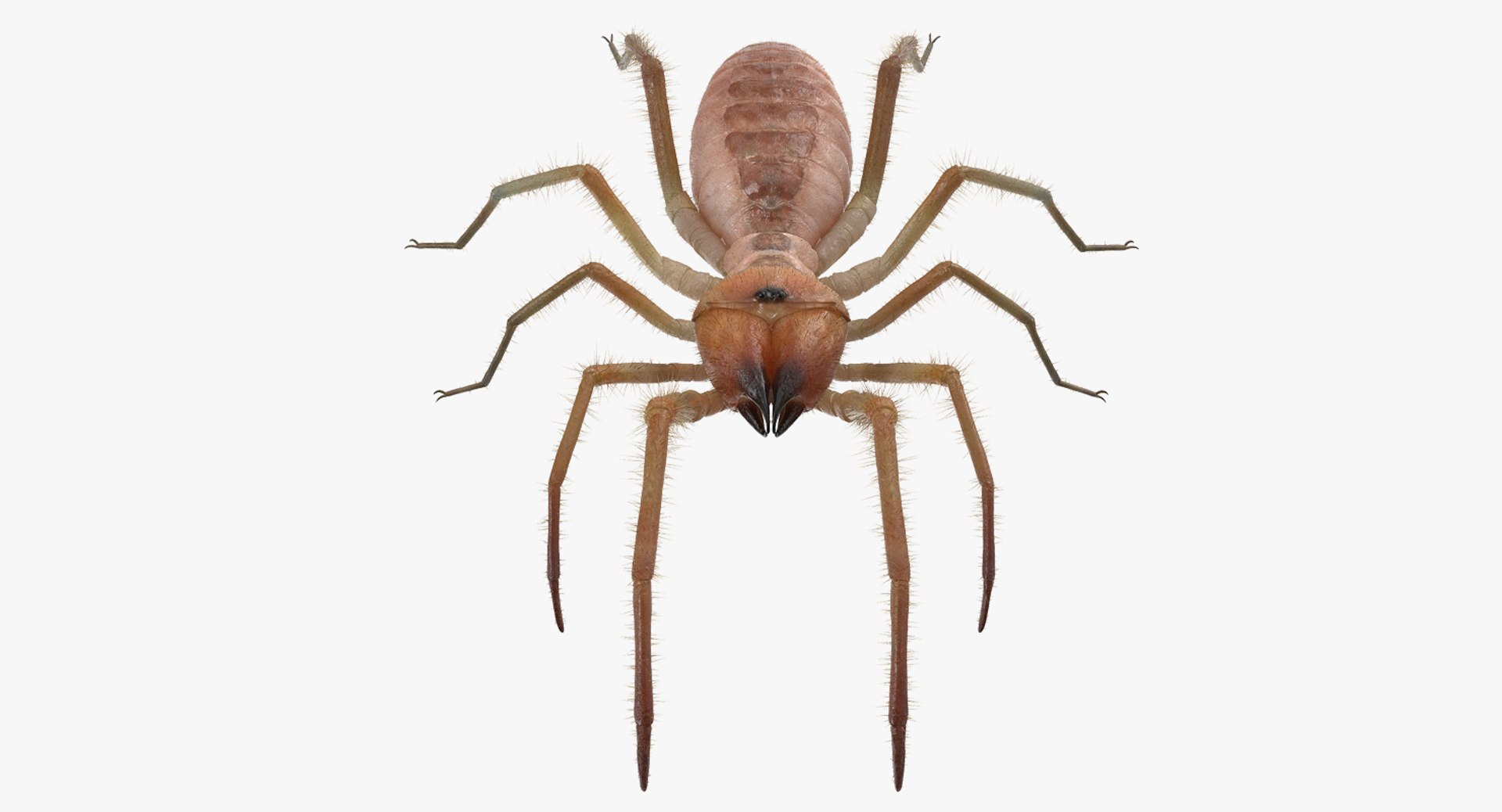 3D solifugae camel spider fur model - TurboSquid 1194200
