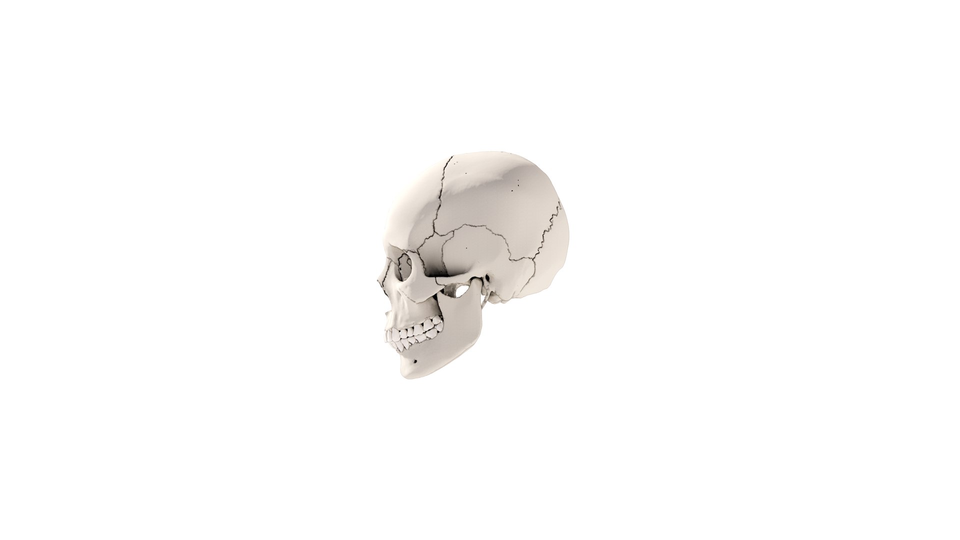 Human Skull - Medically Accurate 3D Model - TurboSquid 2143656