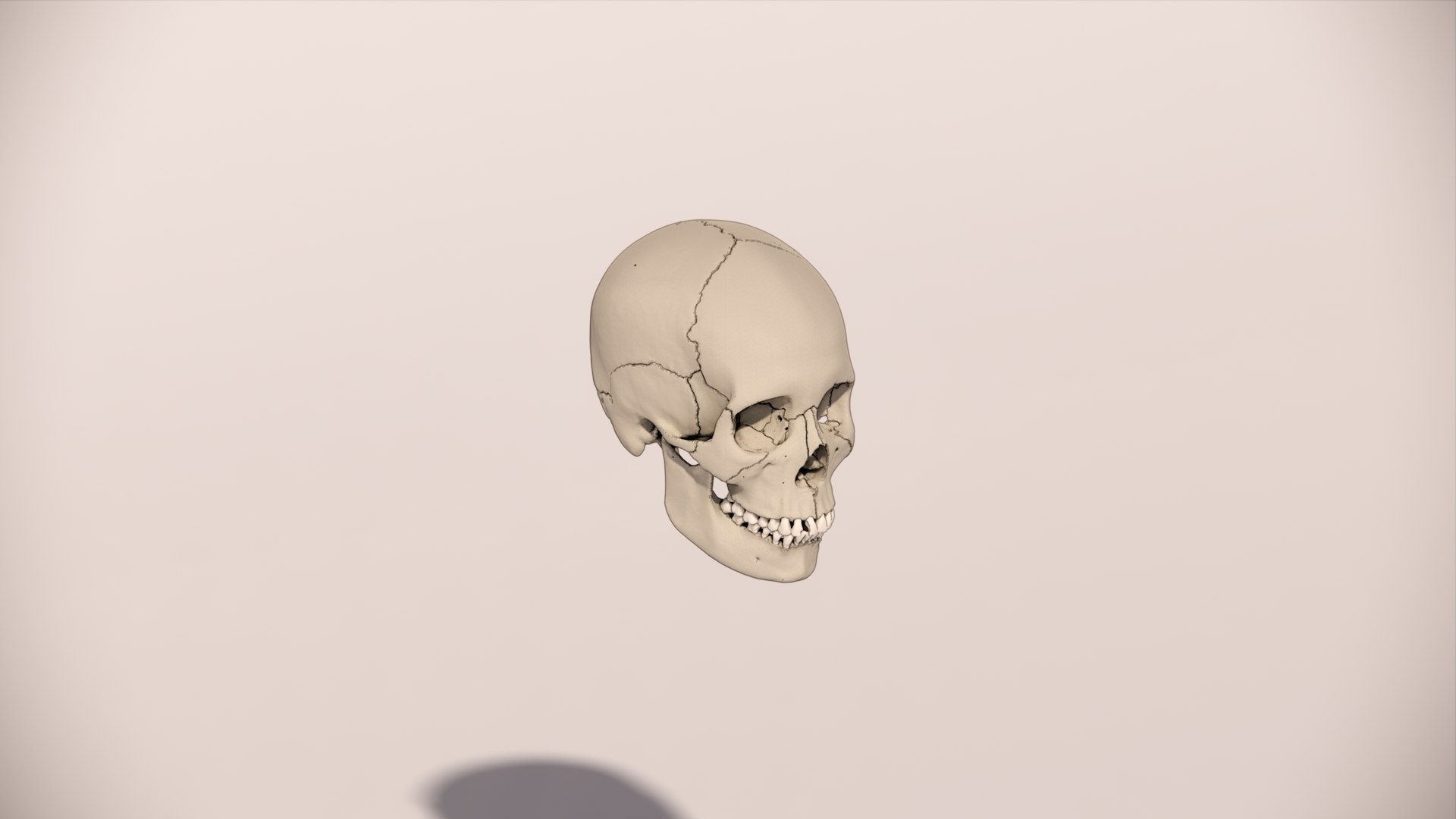 Human Skull - Medically Accurate 3D Model - TurboSquid 2143656
