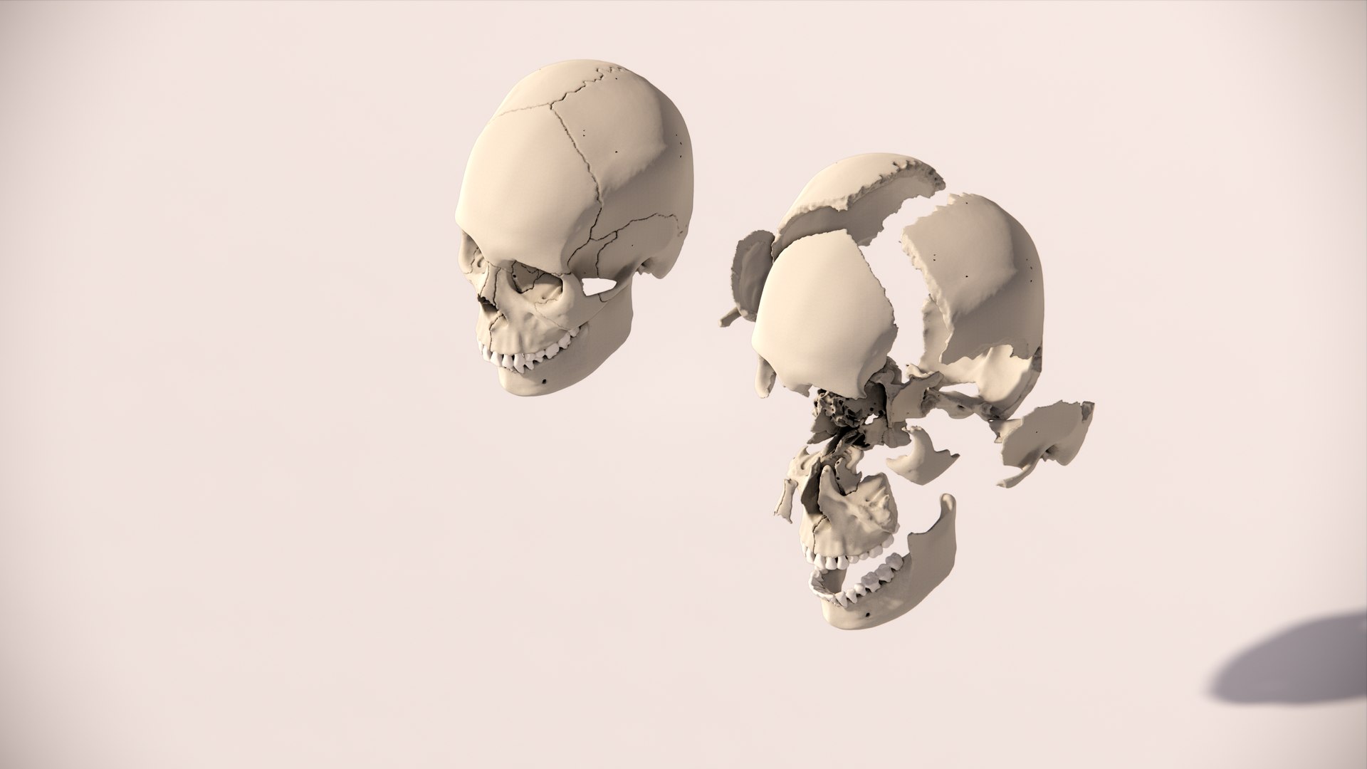 Human Skull - Medically Accurate 3D Model - TurboSquid 2143656