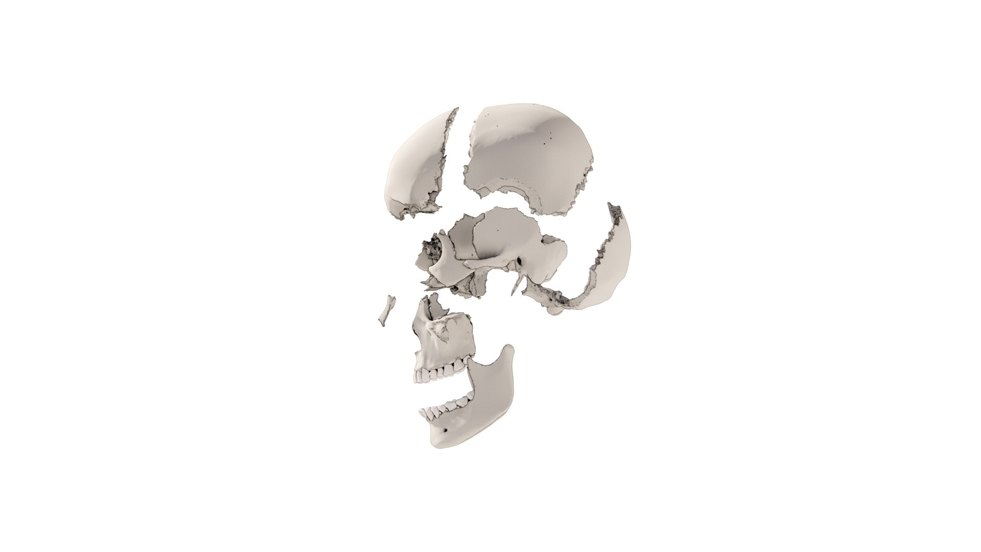 Human Skull - Medically Accurate 3D Model - TurboSquid 2143656