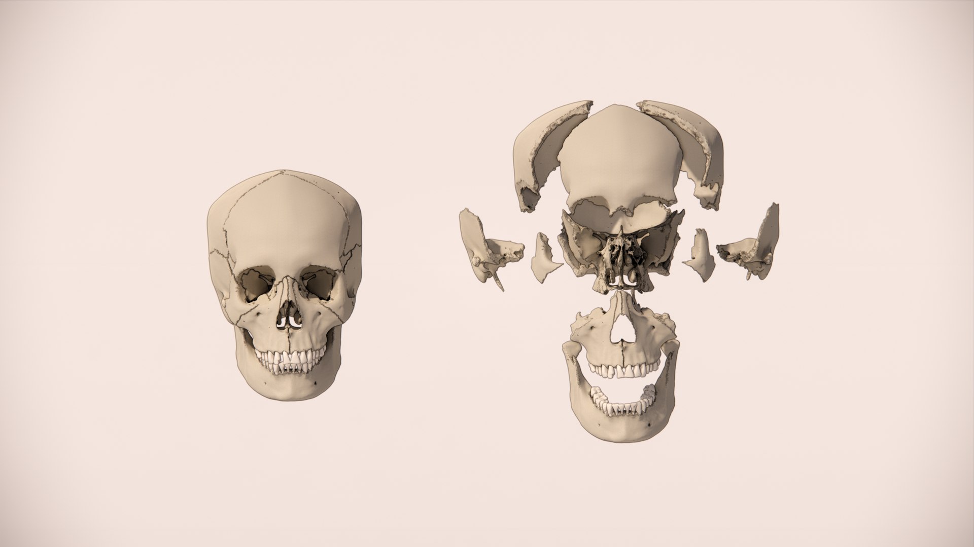 Human Skull - Medically Accurate 3D Model - TurboSquid 2143656