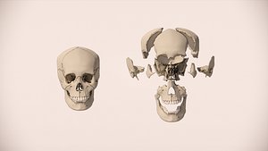 SketchUp Anatomie-Skeletal-System Models | TurboSquid