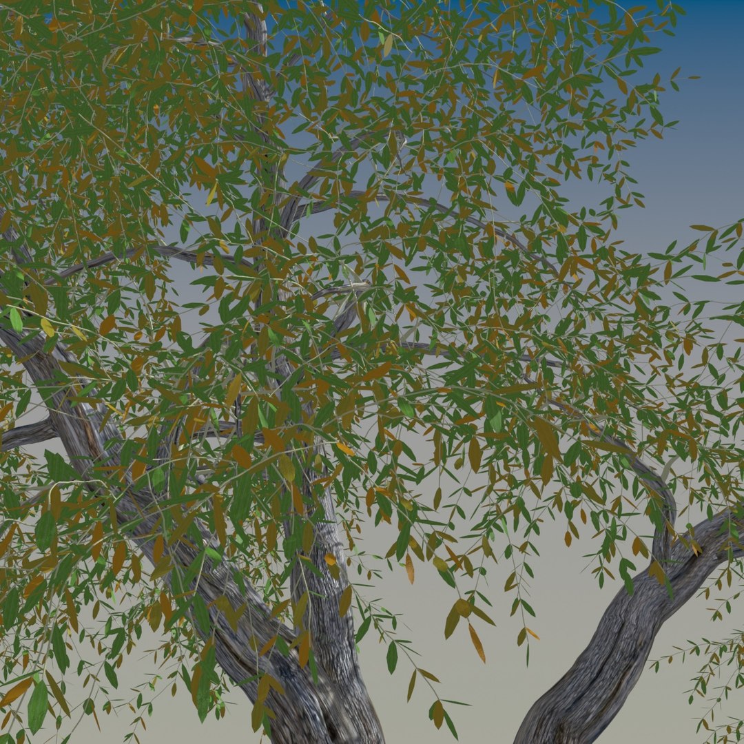 max realistic ash tree