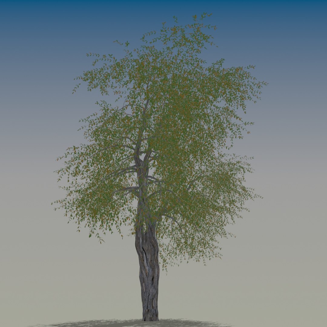 max realistic ash tree