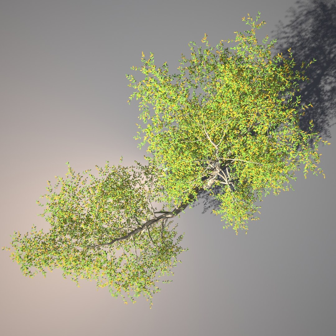 max realistic ash tree