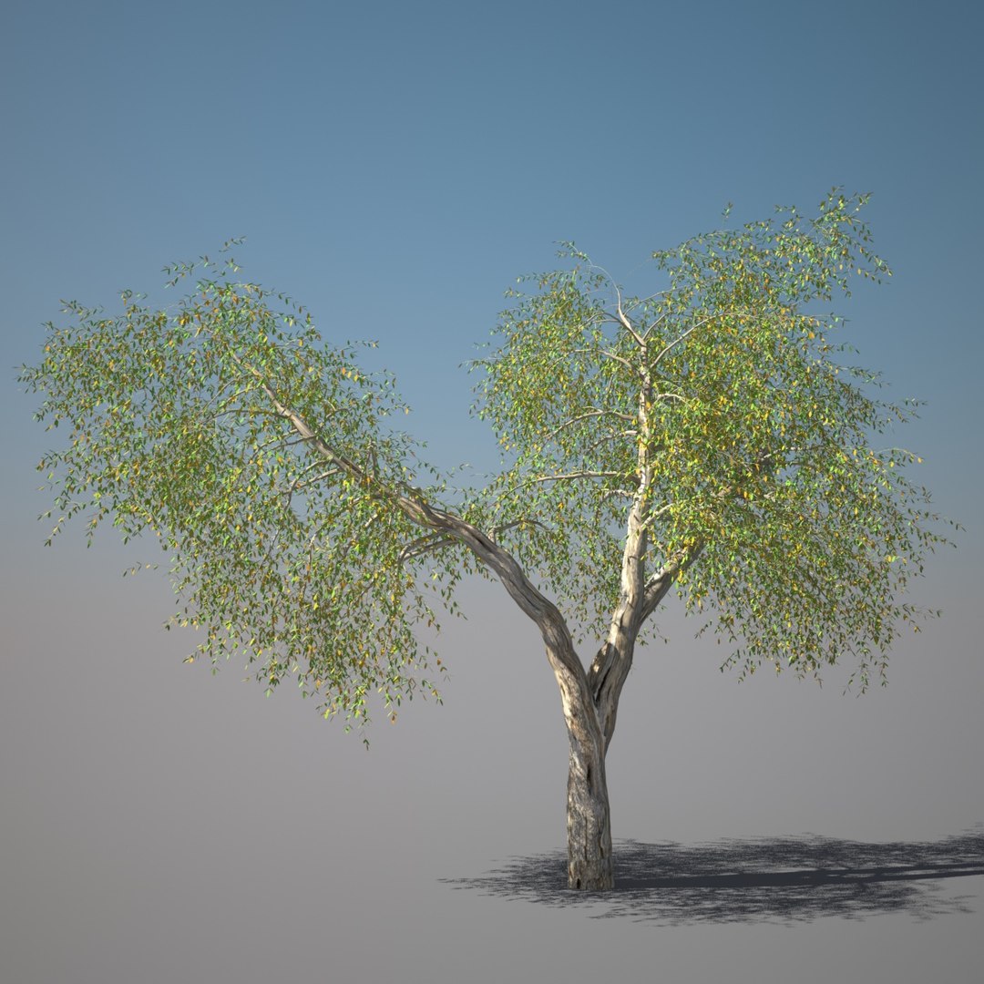 max realistic ash tree