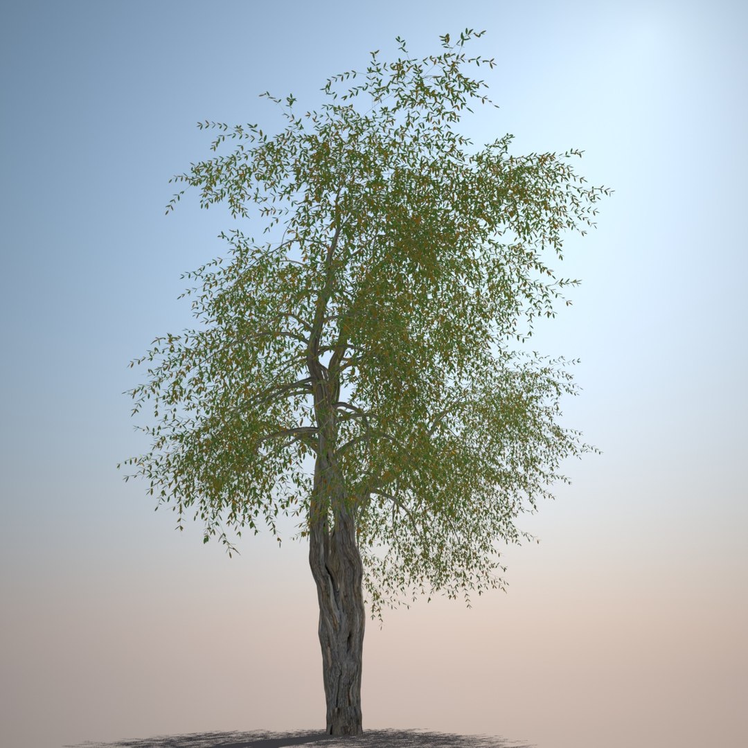 max realistic ash tree