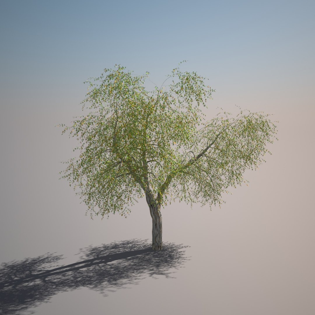 max realistic ash tree