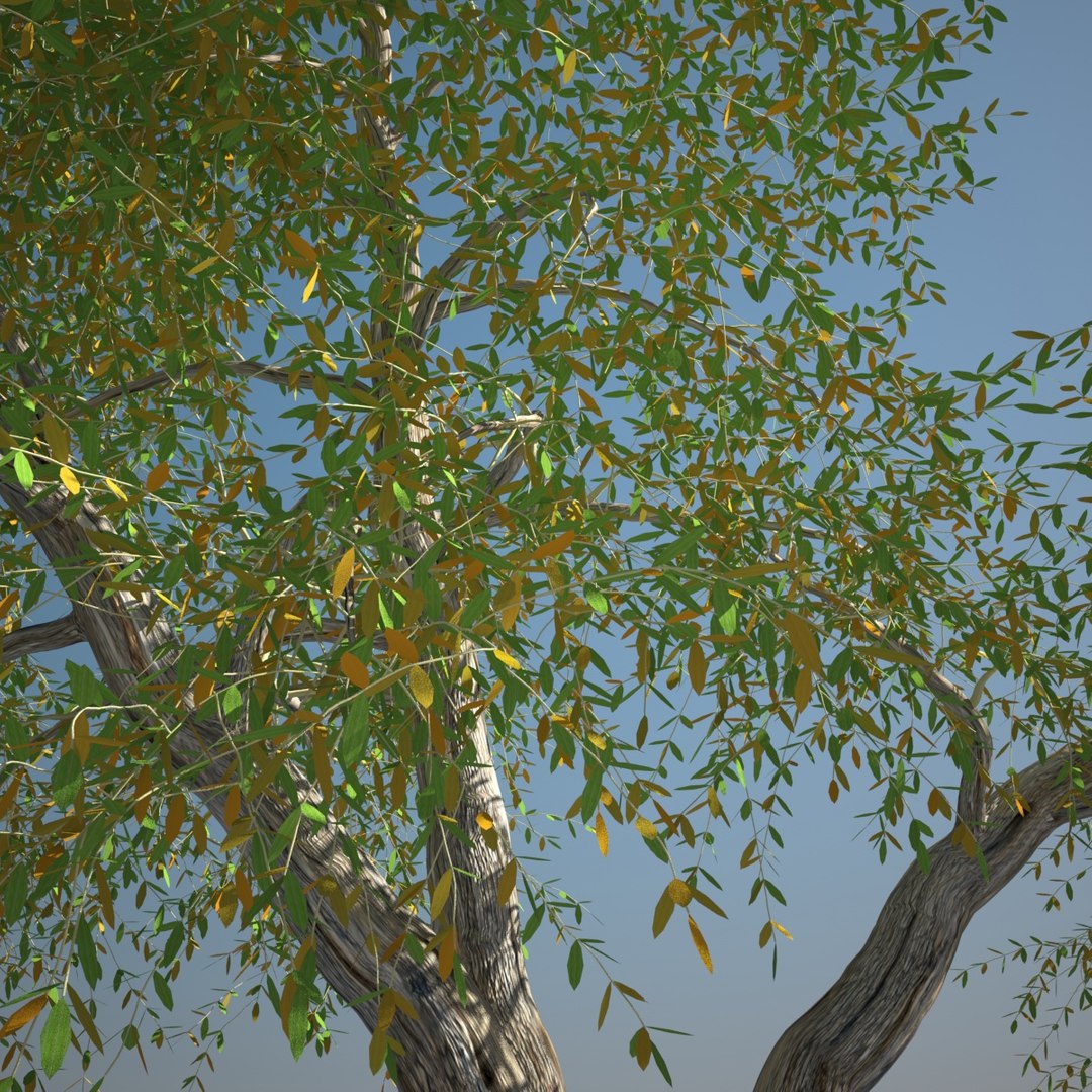 max realistic ash tree