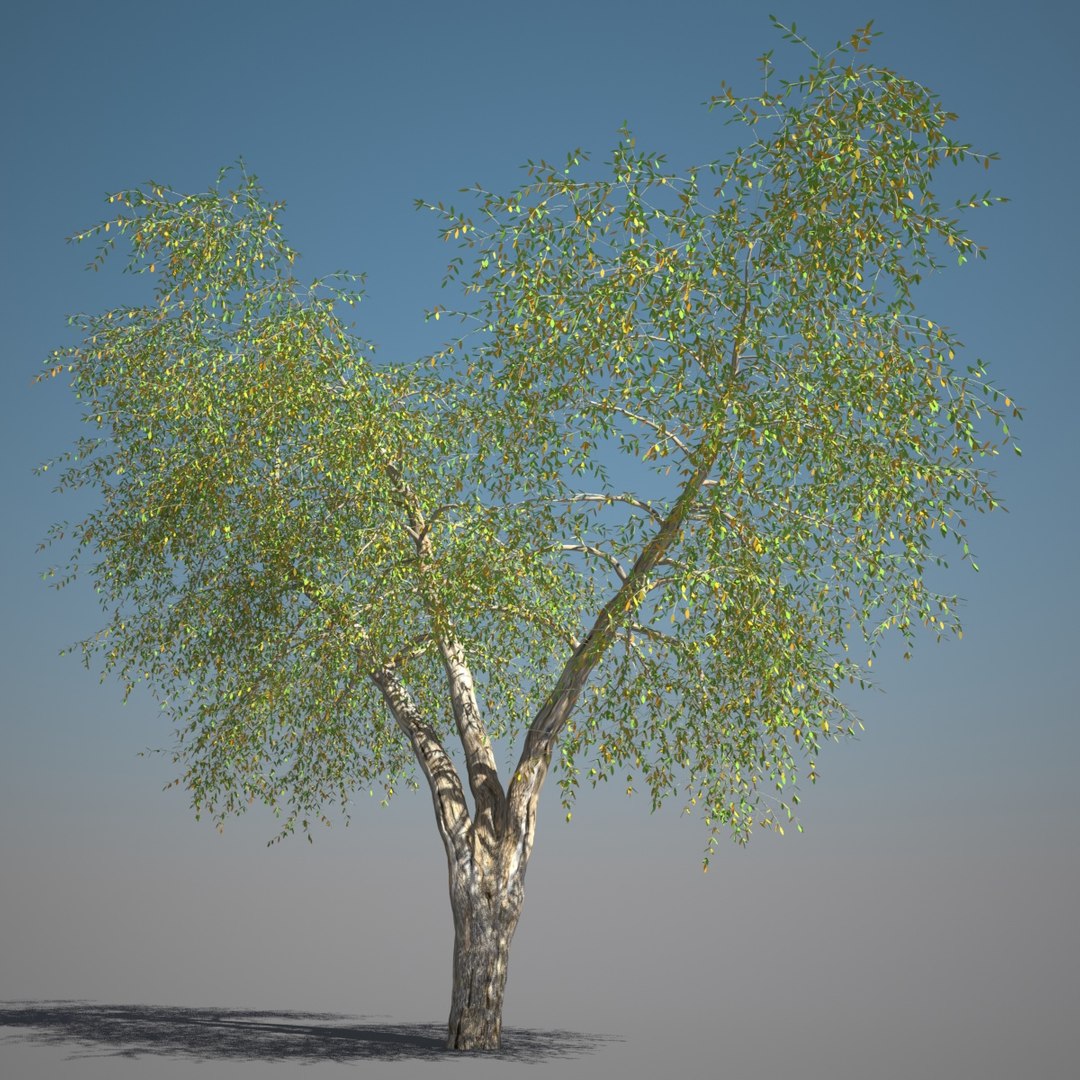 max realistic ash tree