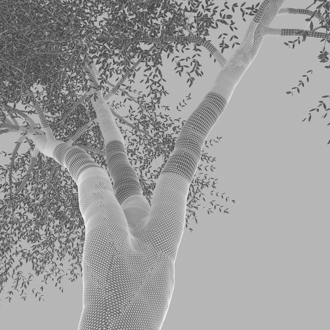 max realistic ash tree