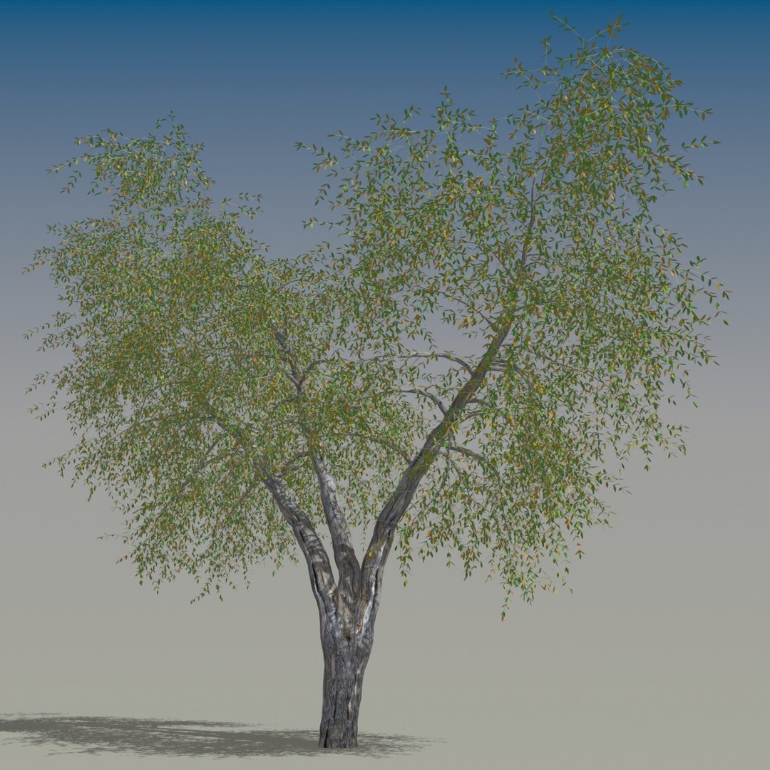 max realistic ash tree