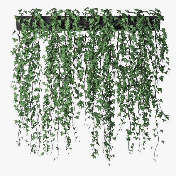 Vine 3D Models for Download | TurboSquid