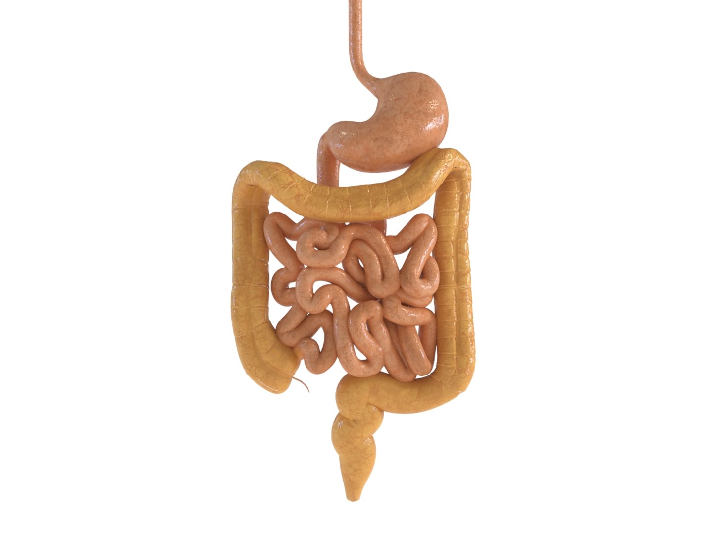 3D Model Human Abdomen Organ Anatomy - TurboSquid 1570417